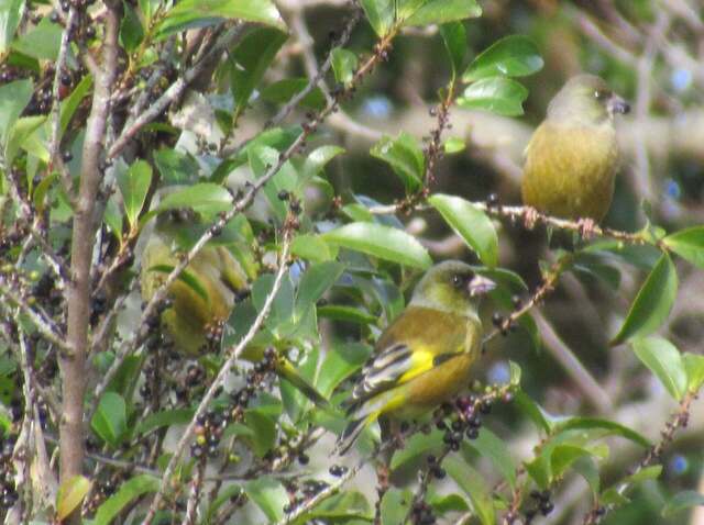 資料館のオオカワラヒワ、、: たばっておいで