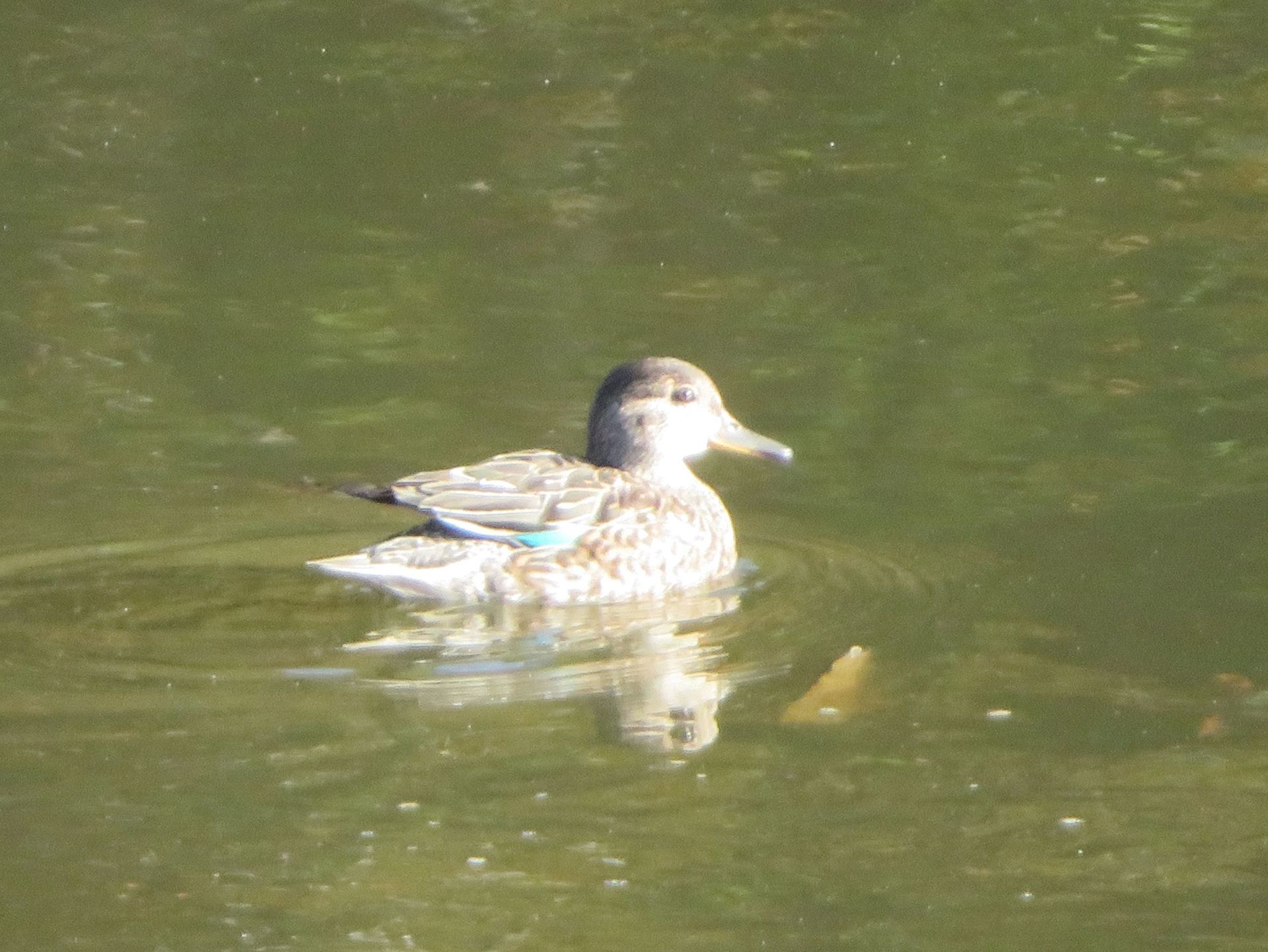 八王子池にコガモが、、: たばっておいで