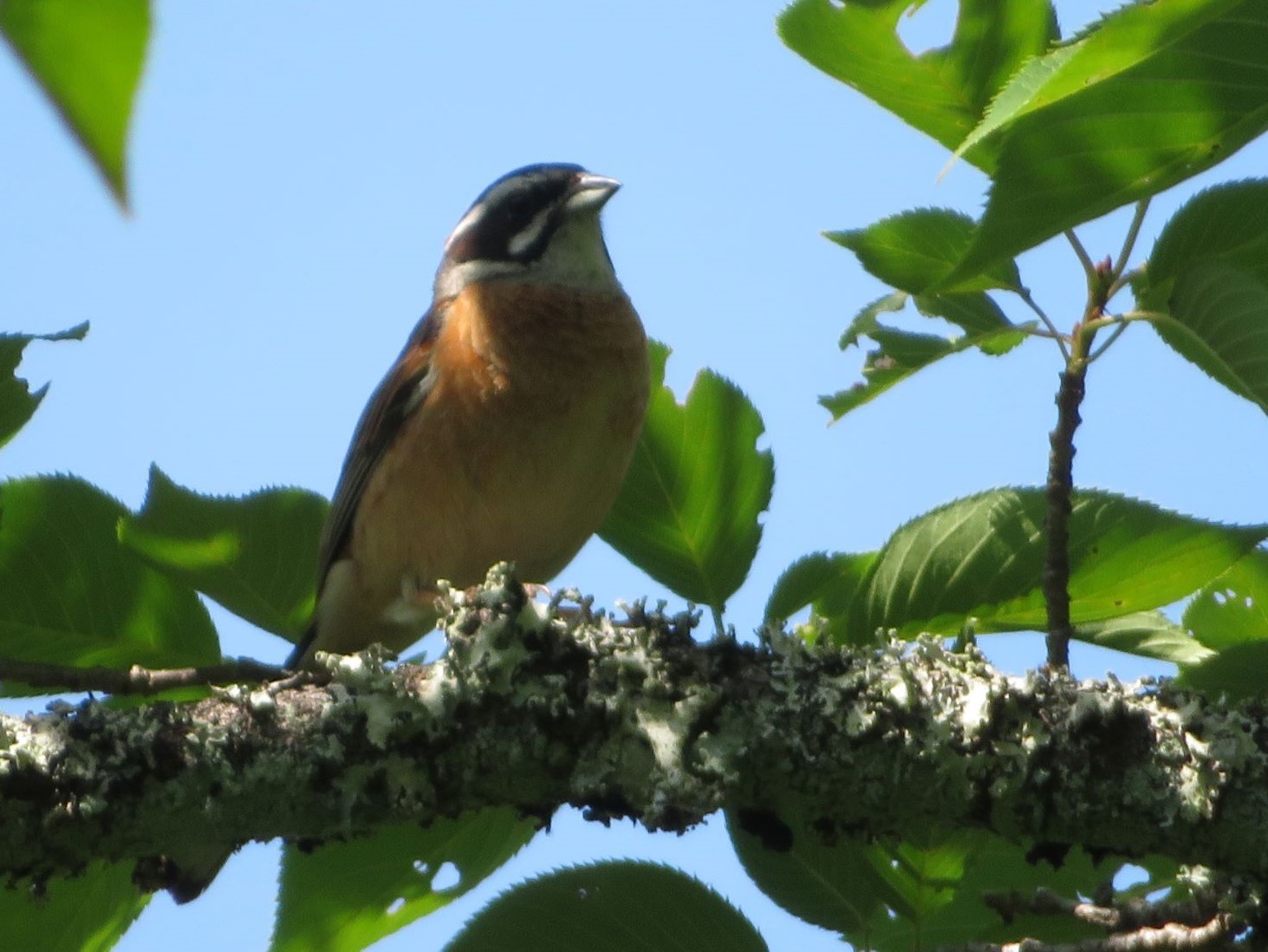 久々ホオジロ、、: たばっておいで
