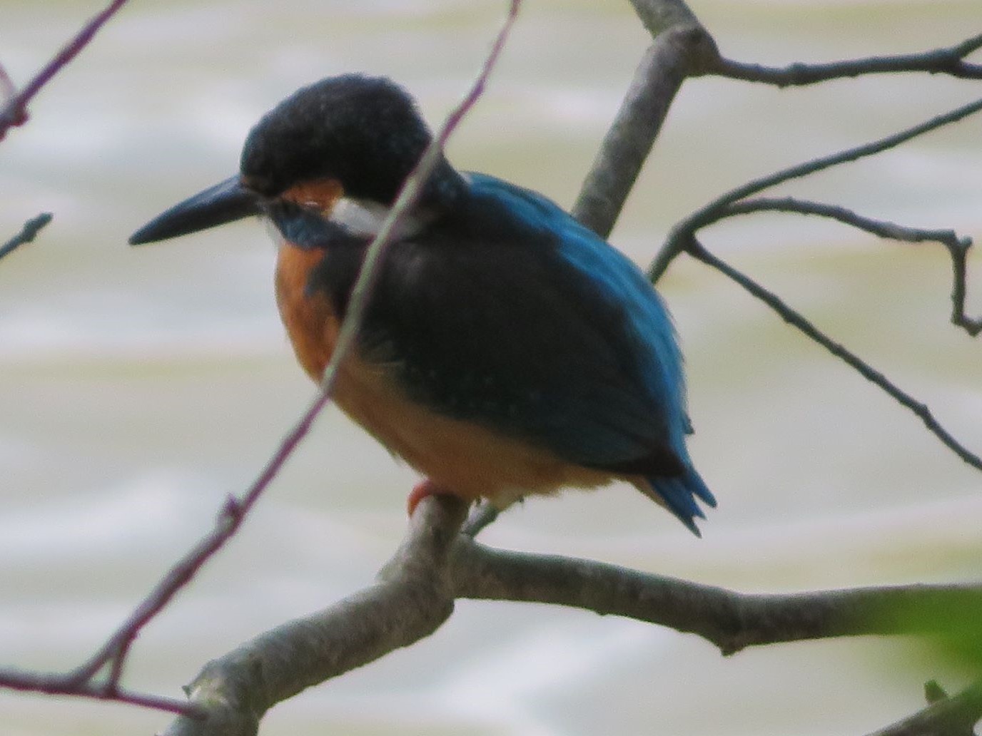 八王子池のカワセミ、、: たばっておいで